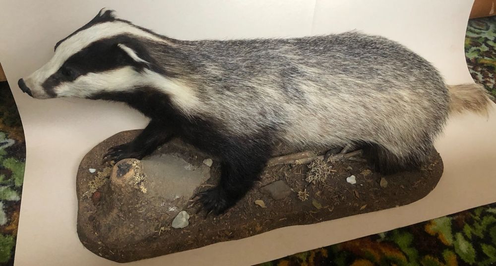 Präparierter Dachs, top Zustand (Gebraucht) in Ganterschwil für CHF 375 ...