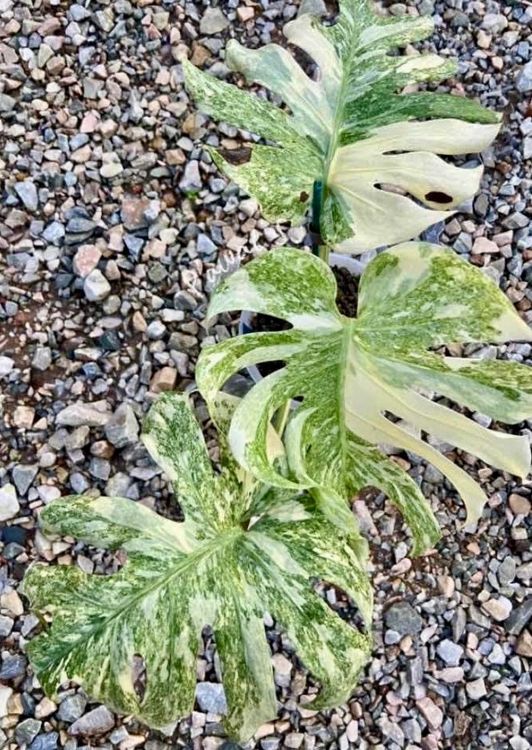 Monstera Legacy premium variegation (Gebraucht) in Thonex für CHF 279 ...