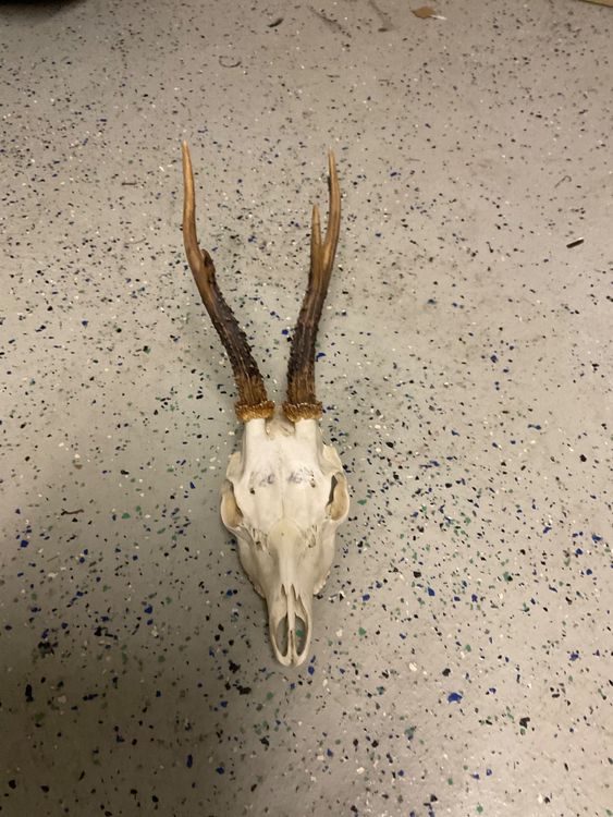 REH SCHÄDEL MIT GEWEIH | Kaufen auf Ricardo