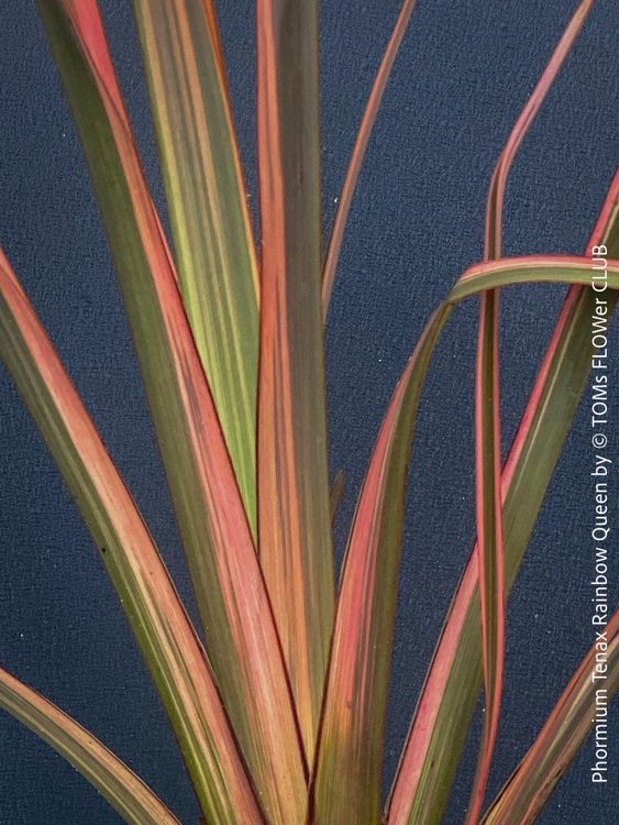 Phormium Tenax Rainbow 🌈 Queen / New Zealand Flax (Neu (gemäss ...