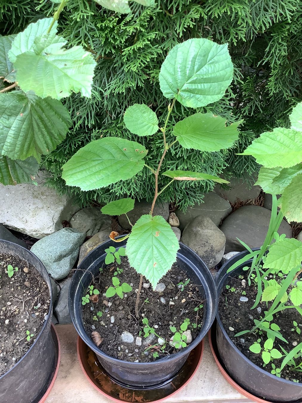 Haselnuss Setzling im Topf - Jetzt einpflanzen! 🌱🌰 (Gebraucht) in Seuzach für CHF 30 – nur ...