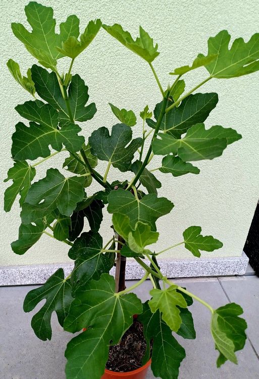 XXL (150 cm) Echte Feigenbaum" FICUS CARICA" Früchte: BLAU (Neu und ...