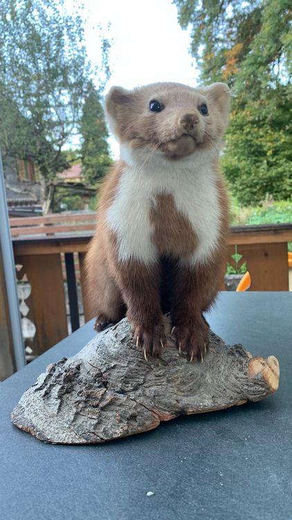 Tierpräparat Marder / Steinmarder (Gebraucht) in Frutigen für CHF 54 – mit Lieferung auf Ricardo ...
