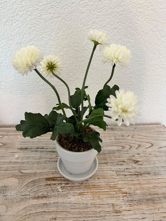 Künstliche Pflanze Bellis perennis in weiß-creme (Gebraucht) in Wolfwil ...