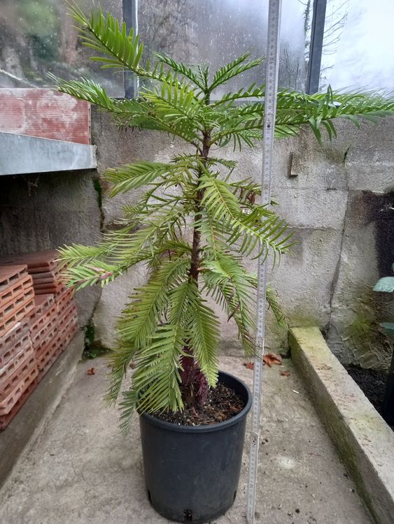 Wollemia nobilis Wollemi Pine (Gebraucht) in Schwyz für CHF 300 – nur ...