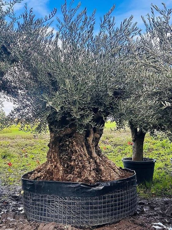 Olivenbaum winterhart - über 4 Meter Stammumfang!!!!!!!!!!!! (Gebraucht) in Zuckenriet für CHF ...