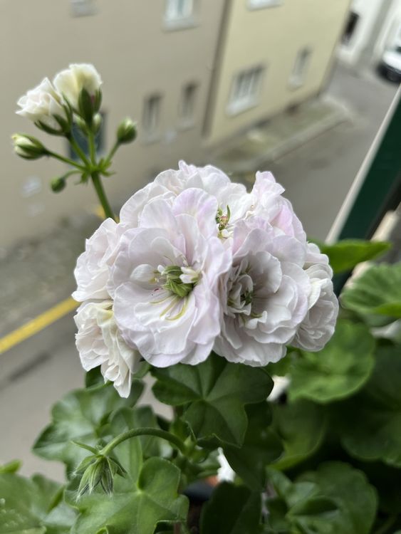 Pelargonium Peltatum Ice Rose Jungpflanze | Kaufen auf Ricardo