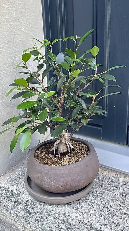 Bonsaï Ficus Ginseng env. 34 cm, avec pot (Gebraucht) in Jussy für CHF ...
