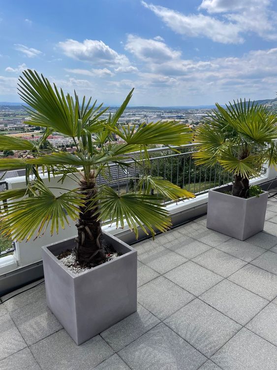 Zwei Palmen im Topf, alles zusammen | Kaufen auf Ricardo