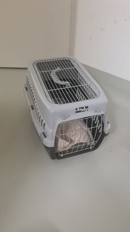 Transportbox für Katze (Gebraucht) in Adliswil für CHF 5 – nur Abholung auf Ricardo kaufen