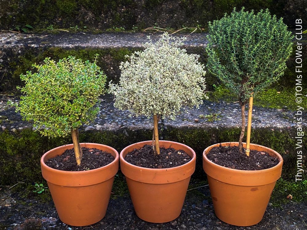 THYMIAN - 3x Thymus Vulgaris - GREEN, AUREA, ALBA Bäumchen | Kaufen auf ...