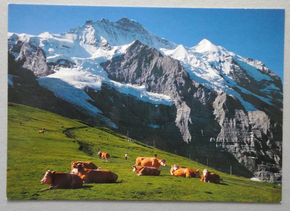 Jungfrau | Kaufen auf Ricardo