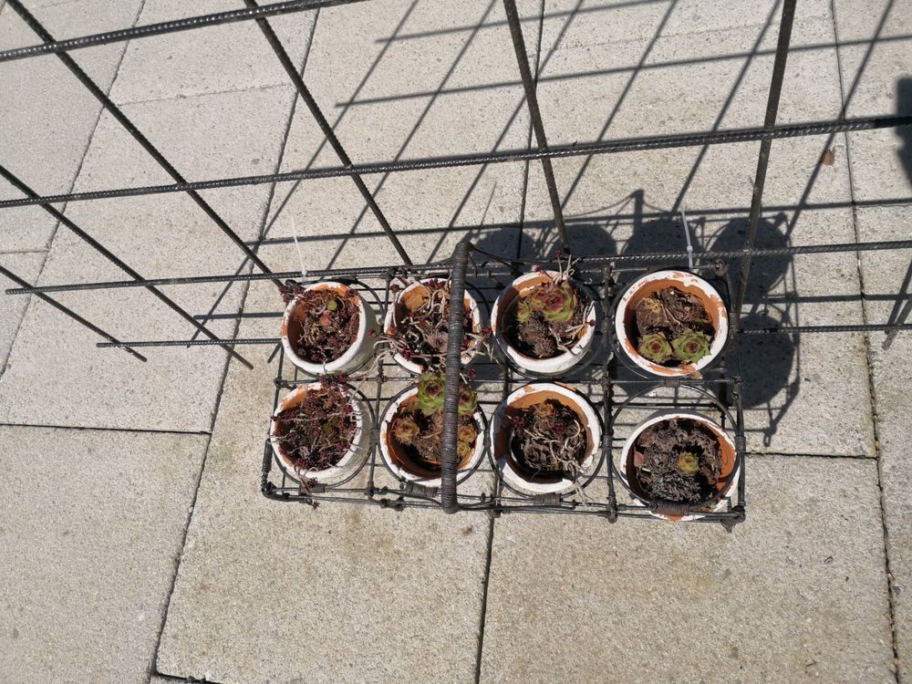 🤩SHABBY CHIC DEKO-GITTER & 6 PFLANZEN-GESTELLE SCHWARZ (Gebraucht) in ...