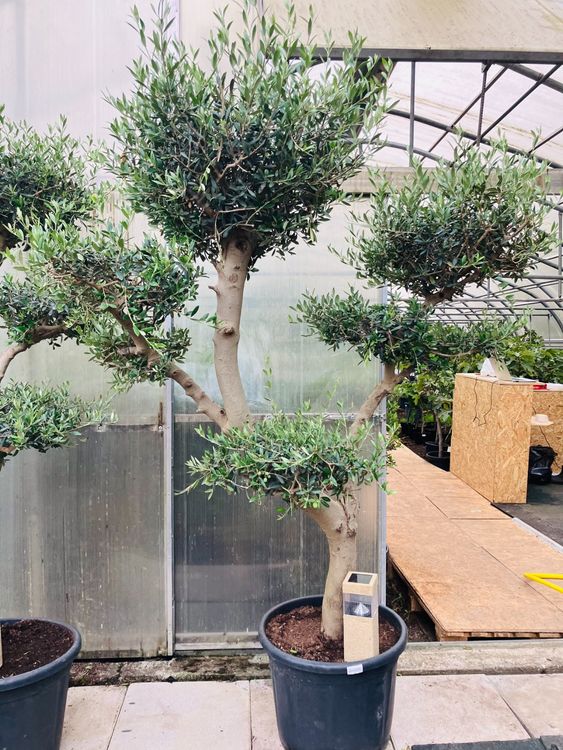 Olivenbaum Pom-Pom (Gebraucht) in Riedt b. Erlen für CHF 685 – nur Abholung auf Ricardo kaufen