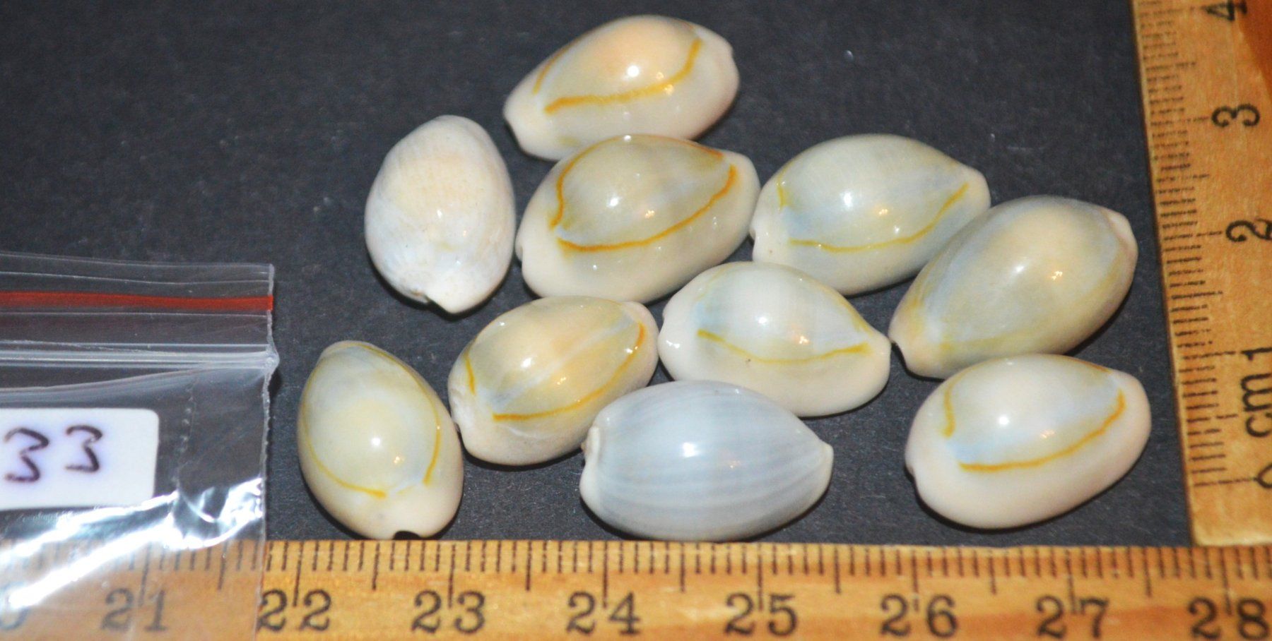 Deko Meer 033 – Muschel Set – 10 Stück (Neu und originalverpackt) in ...