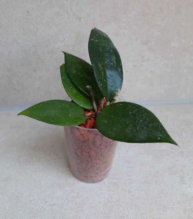 Hoya Parasitica Black Margin | Kaufen auf Ricardo