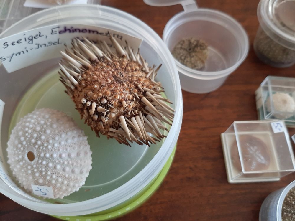 Seeigel rezent ca 55 Stück (Gebraucht) in Rickenbach BL für CHF 70 ...