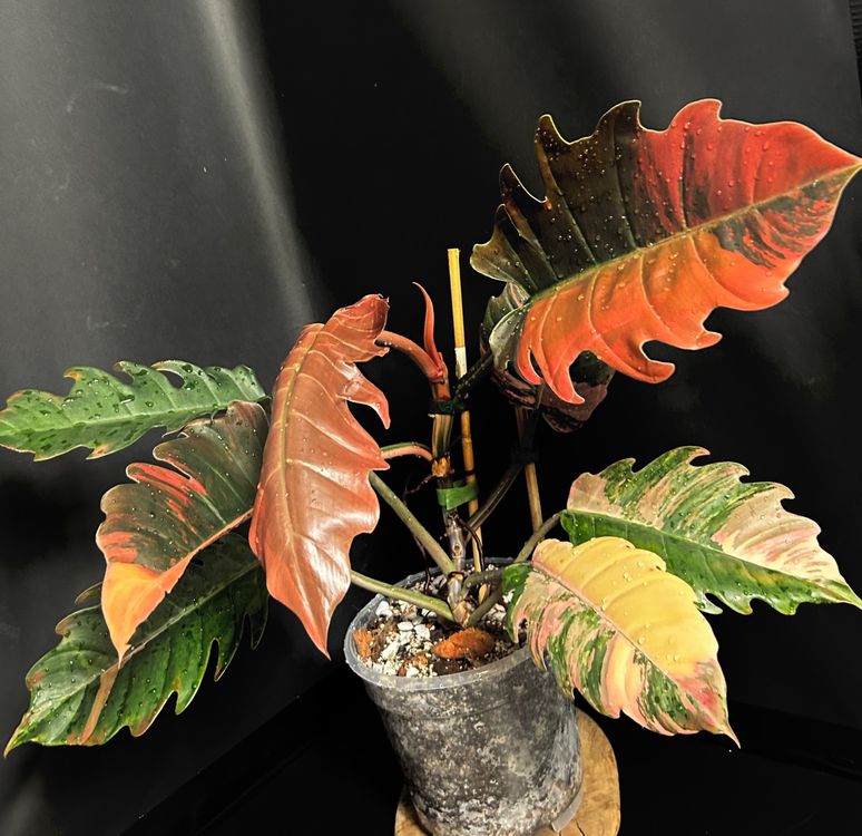 🔥PHILODENDRON CARAMEL MARBLE „FIRE TIGER“ SUPER RED CUTTING (Gebraucht ...