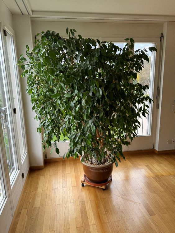 Grosser Ficus Benjamini Baum, mehrstämmig | Kaufen auf Ricardo