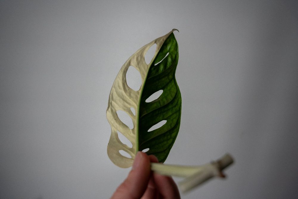 Monstera adansonii albo variegata 'monkey leaf' half moon (Gebraucht ...