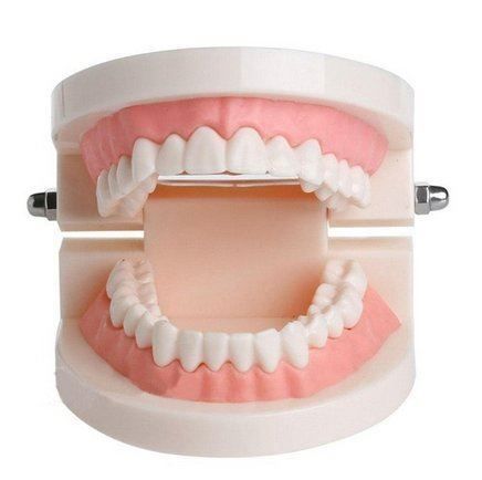 NEU Gebiss Anatomisches Modell Zahnarzt (Neu und originalverpackt) in ...