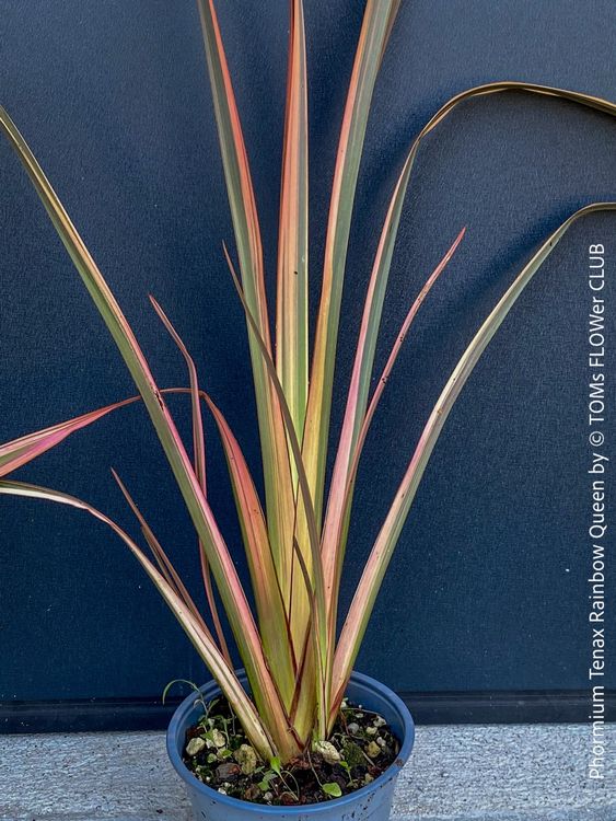 Phormium Tenax Rainbow 🌈 Queen / New Zealand Flax (Neu (gemäss ...