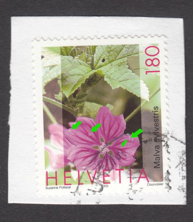 weisse Rauben auf Blütenblätter ab 1.- (Gebraucht) in Brienz BE für CHF ...