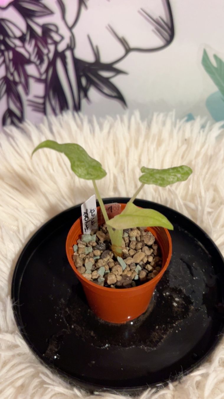 Alocasia Frydek Mint variegata (Neu (gemäss Beschreibung)) in ...