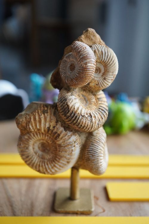 Ammonit Cluster Figur 13cm x 7 cm (Neu und originalverpackt) in ...