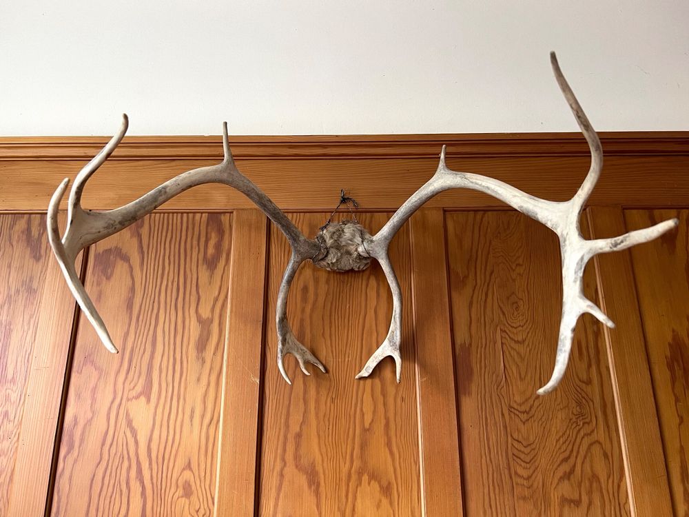 Hirschgeweih Wanddeko, rustikal, einzigartig, Jagdtrophäe | Kaufen auf ...