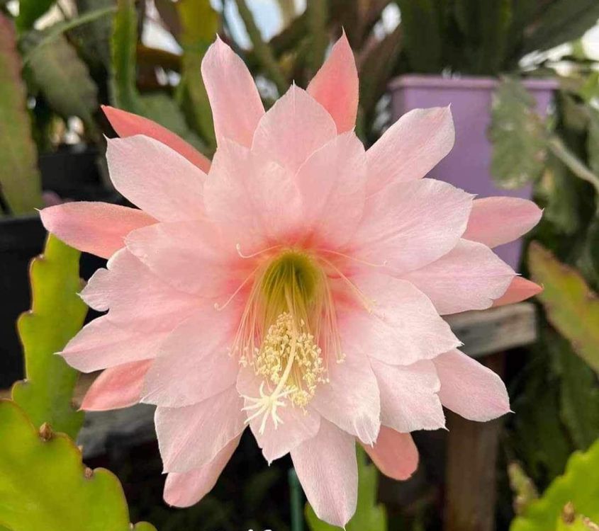 Epiphyllum helles rosa Epicactus Blattkaktus Hängepflanze (Gebraucht ...