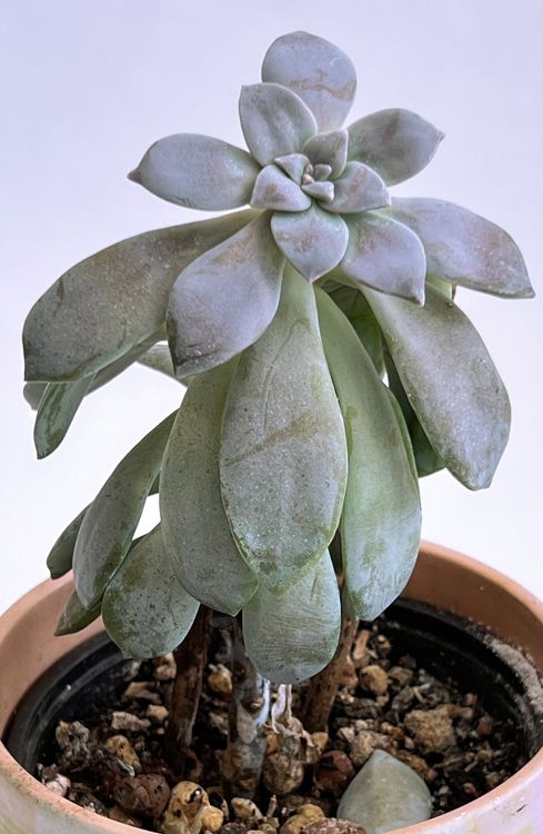 Echeveria lauii - blau grünes Dickblatt***** (Neu (gemäss Beschreibung ...