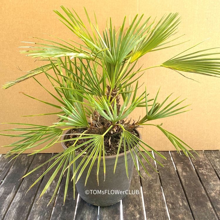 Chamaerops Humilis v. Cerifera / blaue Zwergpalme I | Kaufen auf Ricardo