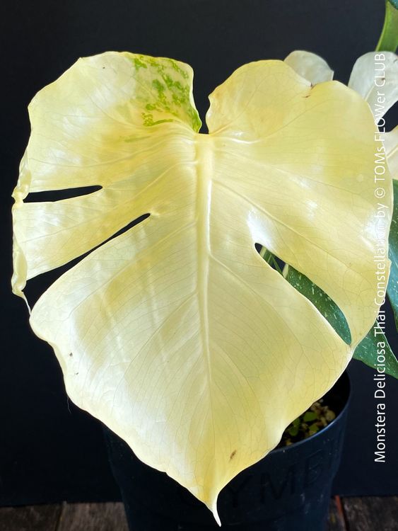 Monstera Deliciosa Thai Constellation - Full-Moon Leaf . (Neu (gemäss ...