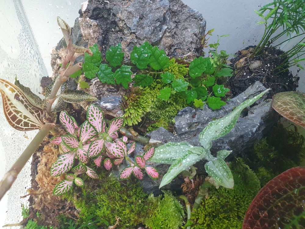 Biolark FD250 Terrarium (Gebraucht) in Gisikon für CHF 108 – nur ...