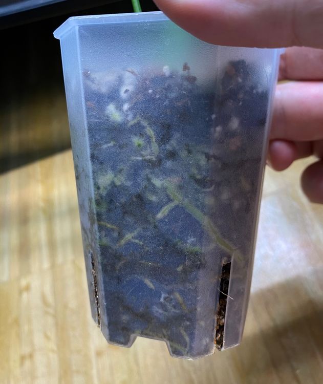 Monstera deliciosa variegata GoG | Kaufen auf Ricardo