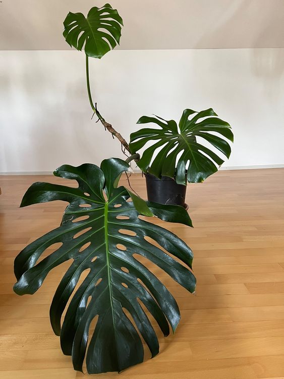 Monstera Deliciosa (Grosse Form) | Kaufen auf Ricardo