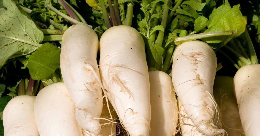 rettich sorte münchner bier | Kaufen auf Ricardo