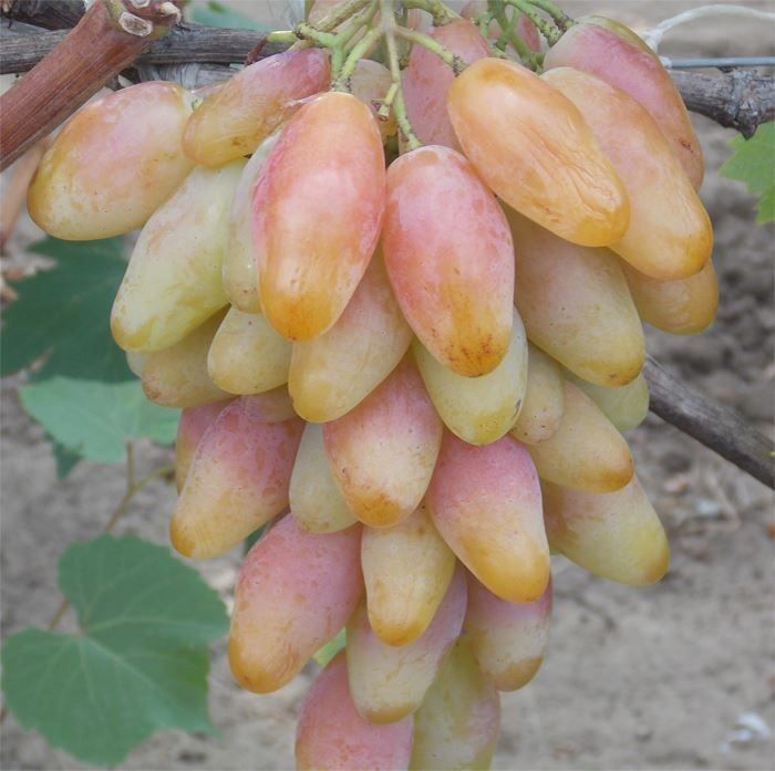 Vigne - Raisin de collection DIXON (Neu (gemäss Beschreibung)) in ...