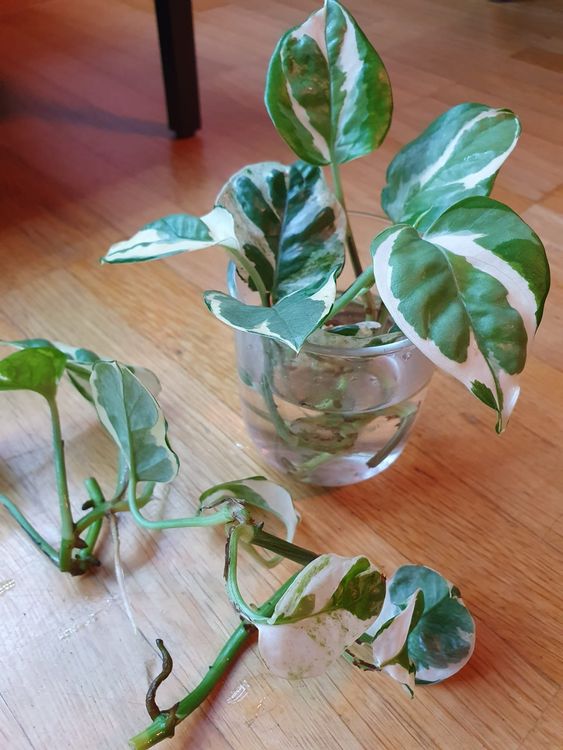 Efeutute Epipremnum pinnatum "N'Joy" | Kaufen auf Ricardo