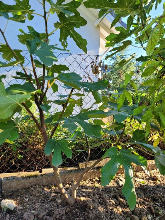 Feigenbaum (Neu (gemäss Beschreibung)) in Frenkendorf für CHF 45 – nur Abholung auf Ricardo kaufen