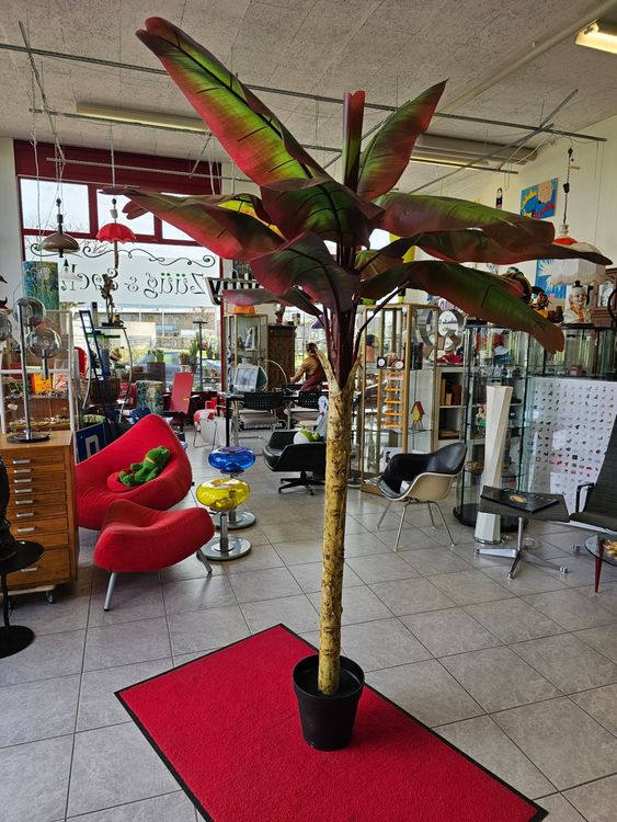 Deko Bananenbaum Palme Palmenbaum Kunstpflanze 250cm (Gebraucht) in Nottwil für CHF 50 – nur ...