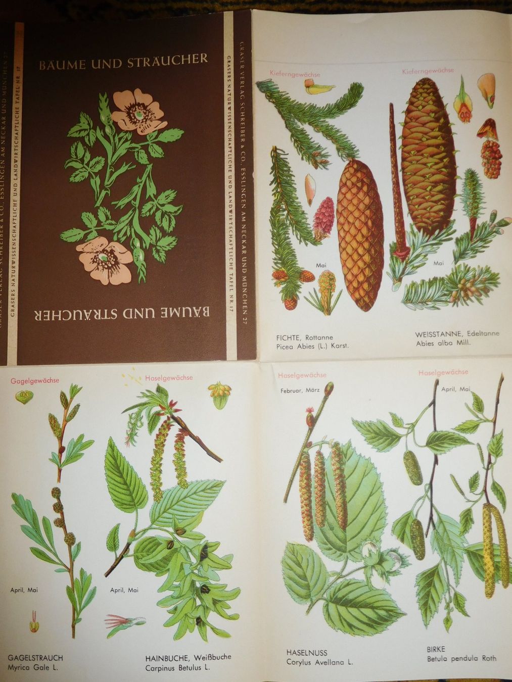 Bäume und Sträucher, Graser Verl. Schreiber, 2,10 Meter lang (Neu (gemäss Beschreibung)) in ...