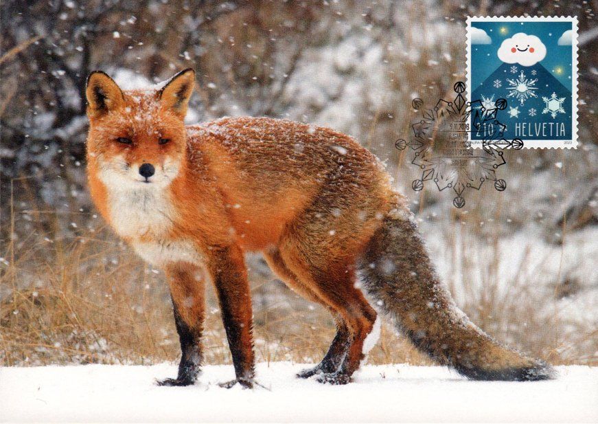 Maximumkarte Weihnachten 2023 - Schneefall mit Fuchs (Neu (gemäss Beschreibung)) in Dottikon für ...