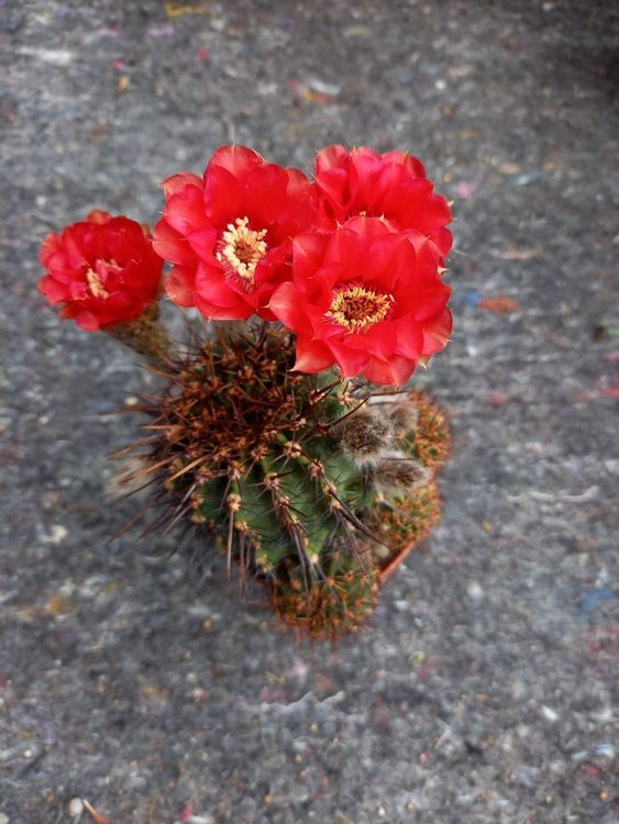 Kaktus Rote Bluten