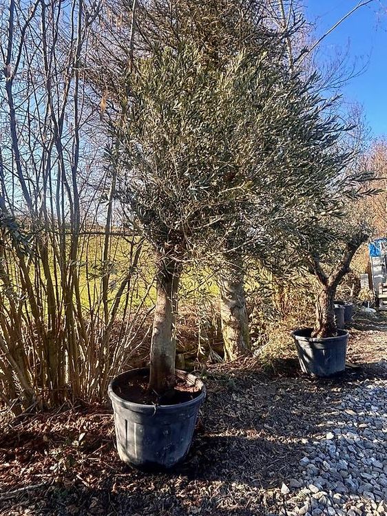 Olivenbaum "Young Skin III" (Gebraucht) in Zuckenriet für CHF 480 – nur Abholung auf Ricardo kaufen