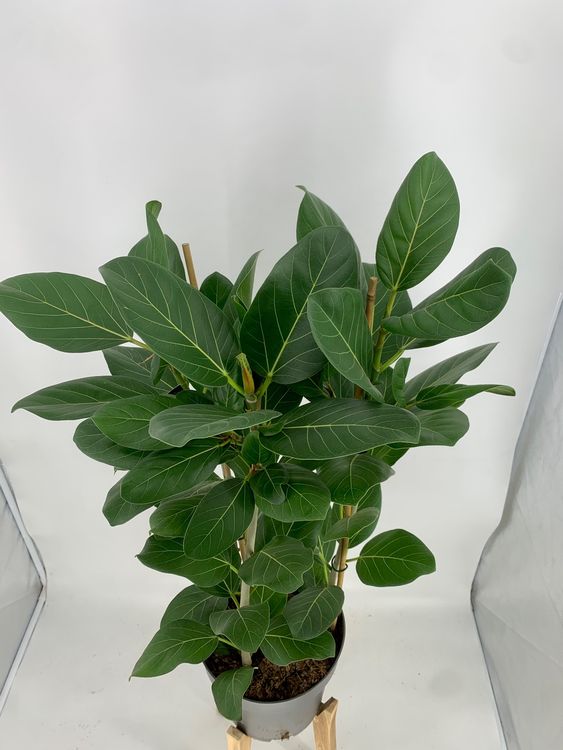 Ficus benghalensis 'Audrey' | Kaufen auf Ricardo