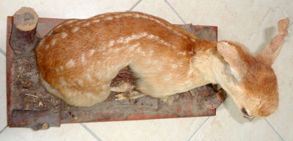 TOP !! Präparat,Tierpräparat , Rekitz , Reh L47×T22×H30 cm (Gebraucht ...