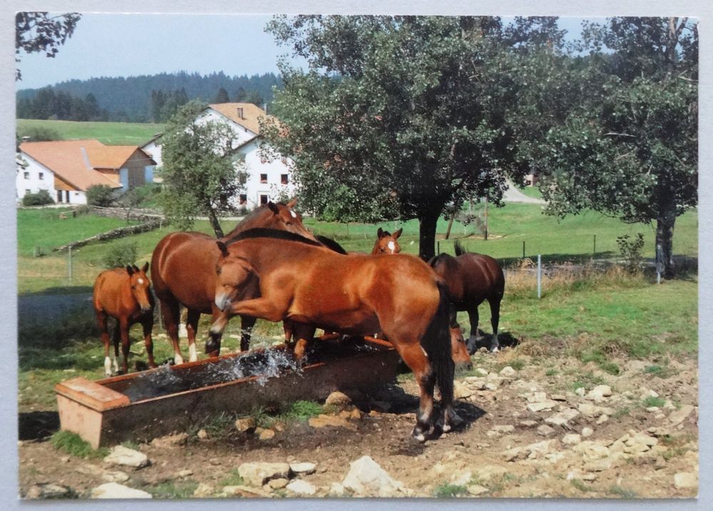 Noblesse du cheval franc-montagnard (D'occasion) à Fétigny pour CHF 1 ...