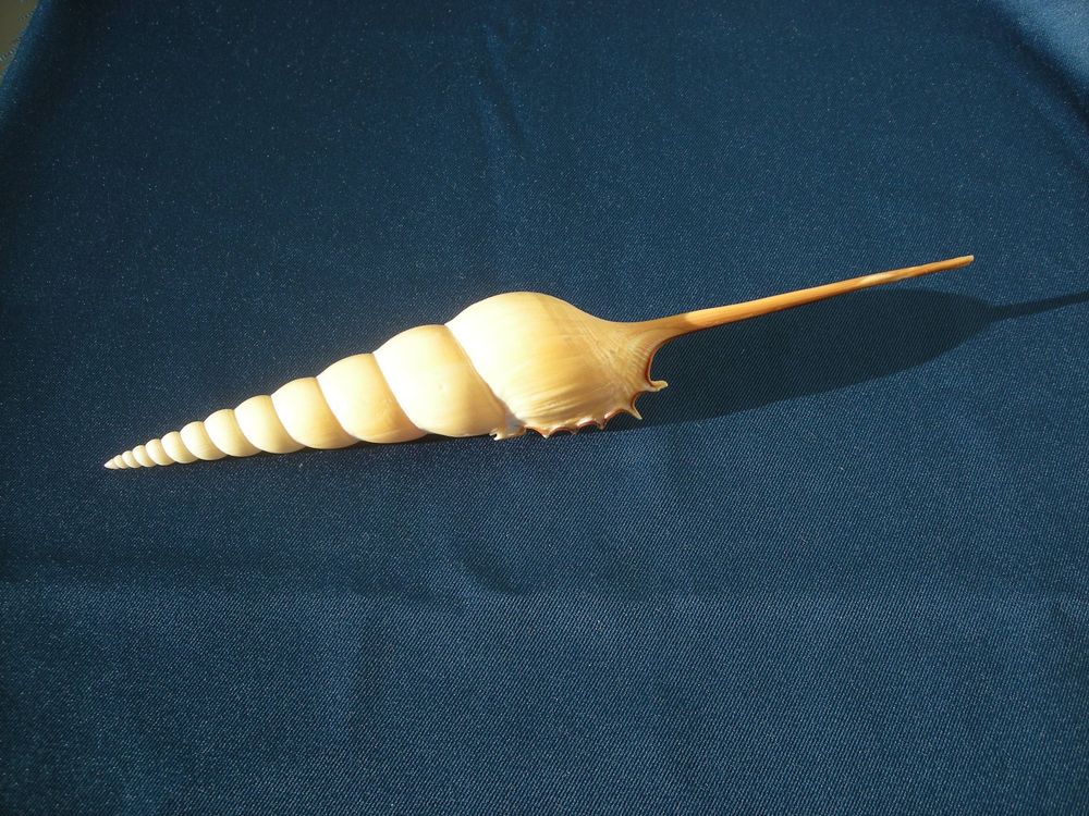 Muschel in Spiralen-Form etwa 18 cm lang (Gebraucht) in Spreitenbach ...